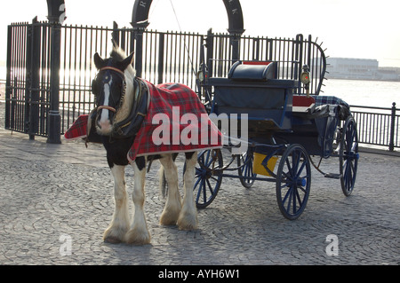 Clydesdale Horses pulling a carriage Stock Photo: 212457310 - Alamy