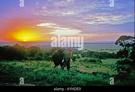 Early morning sunrise over the savannah, Masai Mara National Reserve ...