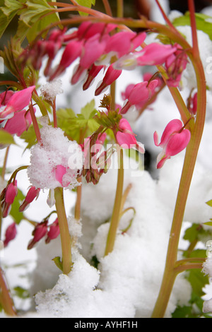 Pink hearts in the snow Stock Photo - Alamy