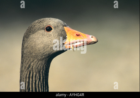 Greylag goose (Anser anser Stock Photo - Alamy