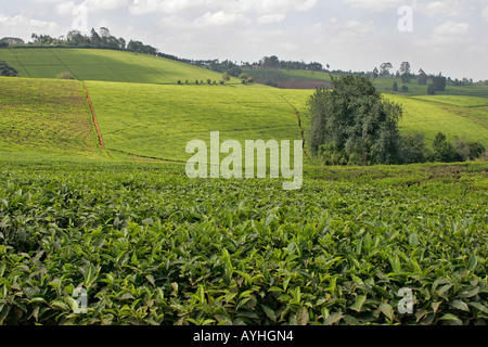 Kiambethu Tea Farm, Nairobi, Kenya Stock Photo - Alamy