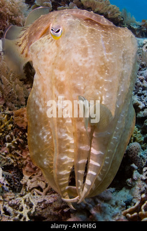 Cuttlefish, Sepia sp., Coral Reef, Lembeh, North Sulawesi, Indonesia ...