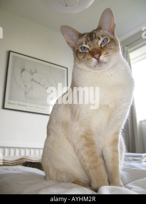 Domestic cat, cream tabby point blue-eyed, portrait, cat, cream tabby ...