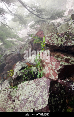quartzite on East Bluff above Devil's Lake, Devil's Lake State Park ...