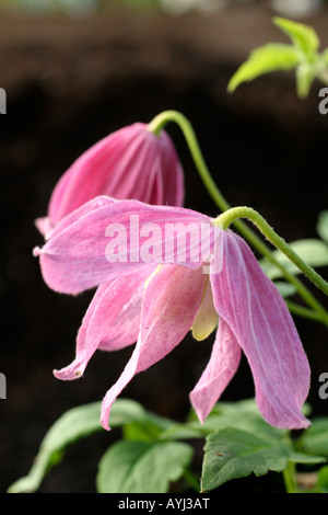 Clematis Alpina 'Constance' Stock Photo - Alamy