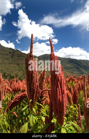 A field of quinoa growing in the Peruvian Andes Stock Photo - Alamy