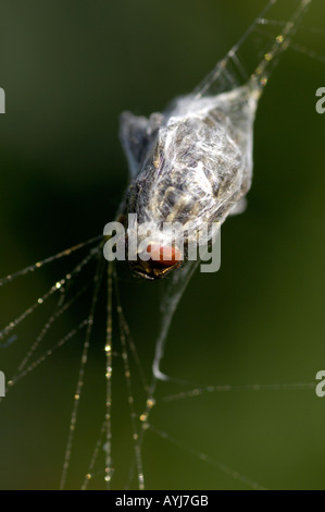 Spiders web and larder with fly stored in foreground Stock Photo - Alamy