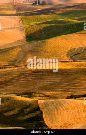 Beautiful golden fields of wheat; Steptoe Butte; Palouse Region ...