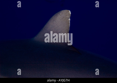 The dorsal fin of a grey reef shark, Carcharhinus amblyrhynchos, breaks ...