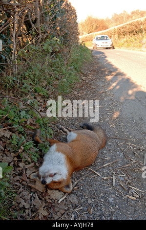 Dead fox roadkill on a rural road with its intestines guts exposed ...