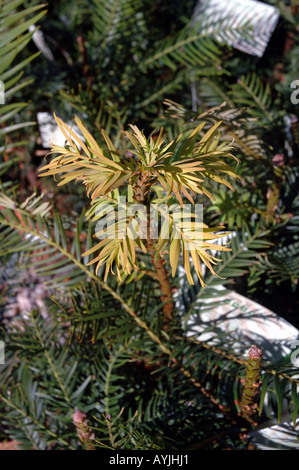 Wollemi pine Wollemi nobilis called the dinosaur tree for sale in an ...