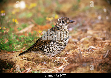 Bassian Thrush (Zoothera lunulata Stock Photo - Alamy