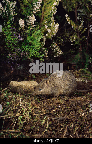 A Southern Brown Bandicoot (Isoodon obesulus) at the Spectacles Nature ...
