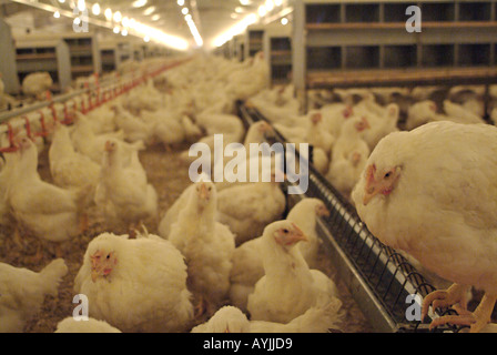 Breeding Broilers in a Broiler Barn on a Commercial Poultry Farm Stock ...
