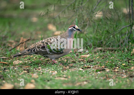 The Common Bronzewing Phaps chalcoptera Stock Photo - Alamy