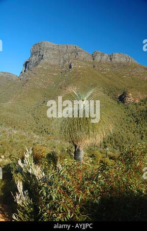 The bizarre Kingia australis a grass tree that can grow to 5 m tall and ...