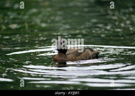 Hardhead (Aythya australis Stock Photo - Alamy