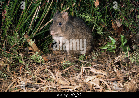 a long nosed potoroo, tasmania, australia Stock Photo - Alamy