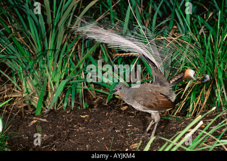 Superb Lyrebird (Menura novaehollandiae) display mound for male to perform mating dance ...