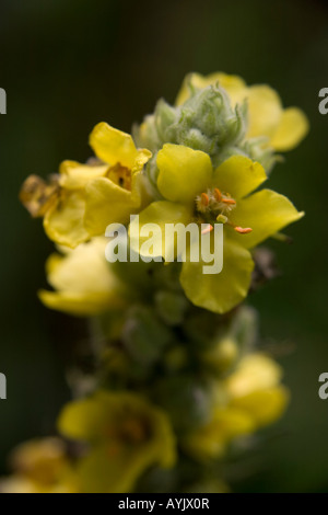 Great Mullein ( Verbascum thapsus ) Wildflower, UK Stock Photo - Alamy