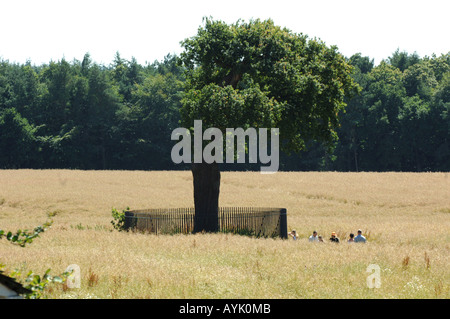 The Kings Oak tree at Boscobel House after lightning damage Stock Photo ...