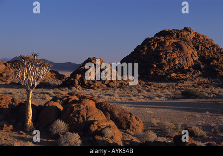 Namibian Quiver tree in desert Stock Photo - Alamy