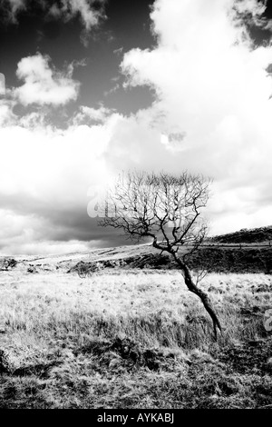 Weather-beaten tree on Dartmoor in Devon on a wet and misty day Stock ...