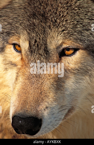 Timber wolf in Western Montana Stock Photo - Alamy