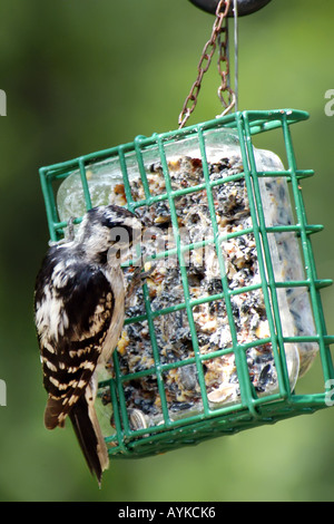 Lard cake for birds. Feeding the garden birds with a wild bird food ...