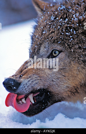Timber wolf snarling, Montana Stock Photo - Alamy