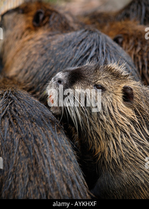 Nutria, Myocastor coypus, Teeth Stock Photo - Alamy