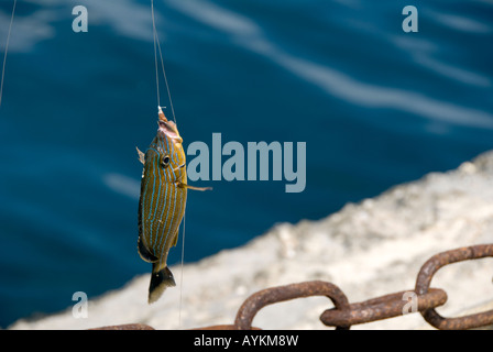One Sea Fish Hooked Stock Photo - Alamy