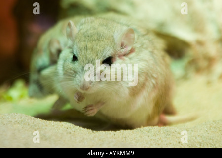 Sand Rat ,Psammomys obesus eating saltbush, Negev, Israel Stock Photo ...