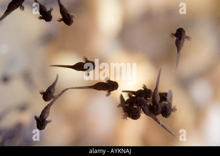 Developing tadpoles. Close-up of two frog (order Anura) larva, or ...