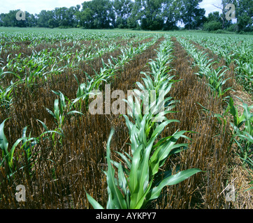 NO TILL MILO PLANTED IN WHEAT STUBBLE KANSAS Stock Photo - Alamy