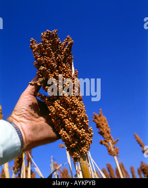Agriculture - Closeup of grain sorghum (milo) plants with fully formed ...