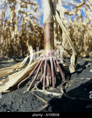 PROP ROOTS ON CORN PLANT ILLINOIS Stock Photo - Alamy