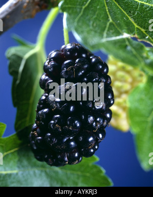 Red mulberry (Morus rubra) fruits Stock Photo - Alamy