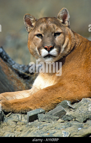Adult male cougar Puma concolr western Montana model Stock Photo - Alamy