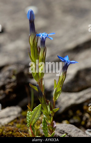 Snow gentian, Gentiana nivalis, Snow gentian Stock Photo - Alamy