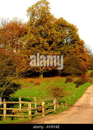 Sweet Chestnut (Castanea sativa) coppice woodland habitat, with Common ...