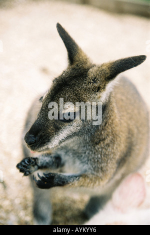 Wallaby with baby eating Stock Photo - Alamy