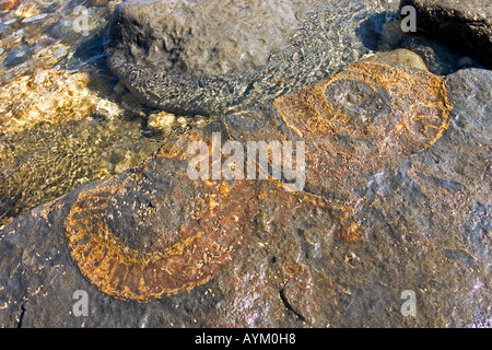 Eroded Trace Fossils Of An Arietites Bucklandi Ammonite Monmouth Beach ...