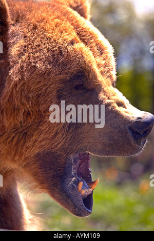 Large angry bear displaying his anger Stock Photo - Alamy