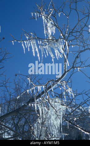 icicle on a branch Stock Photo - Alamy