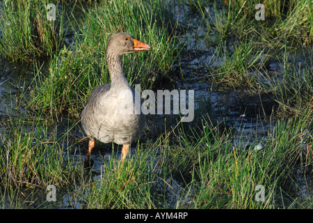 goose geese oca comune Anser anser anserifomi Anserinae bog pond palude ...