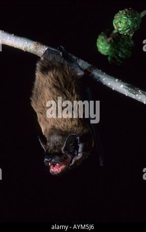 Leisler’s Bat - Nyctalus leisleri Stock Photo - Alamy