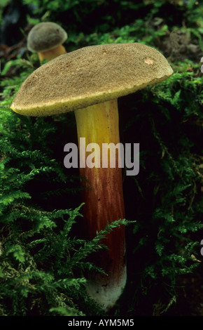 Red-cracked Bolete Boletus chrysenteron fruiting bodies early stage ...