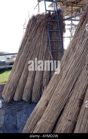 sheafs of reed Stock Photo - Alamy