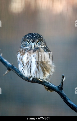Pygmy Owl Arizona USA Stock Photo - Alamy